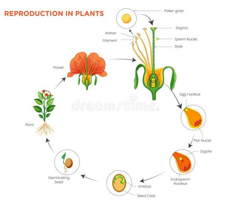 Pollination Fertilization Stock Illustrations 437 Pollination Fertilization Stock