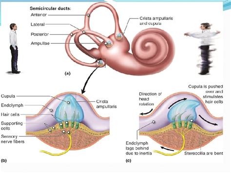 Inner Ear In Balance And Equilibrium Equilibrium Reflexes