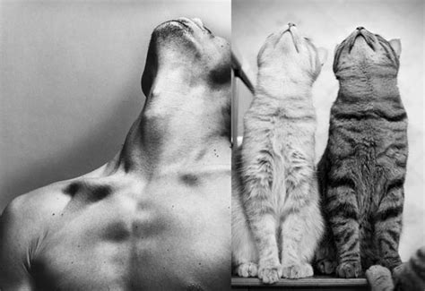 Des Hommes Et Des Chatons Handsome Men And Cute Cats In Similar Poses