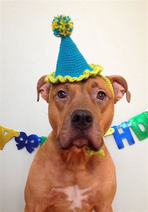 Puppies With Birthday Hats