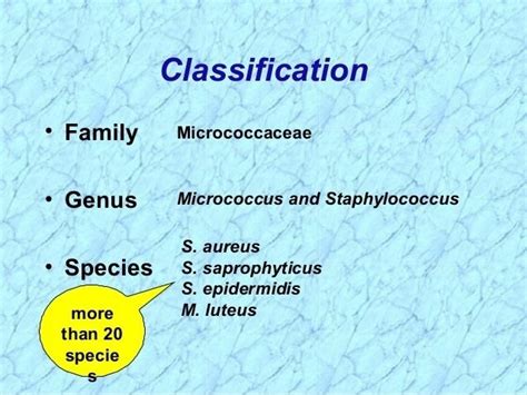 Micrococcaceae Alchetron The Free Social Encyclopedia