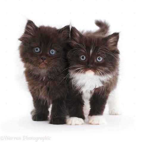 Cutest Fluffy Kittens