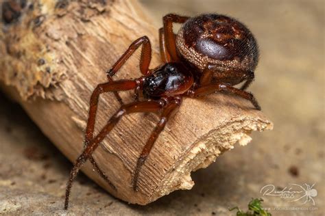Steatoda Nobilis Arácnidos Ibéricos Iberian Spiders