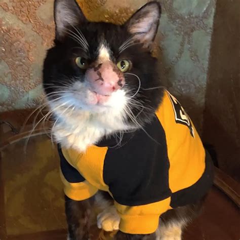 Adorable Rescue Cat Is On The Road To Recovery After Suffering A Severe