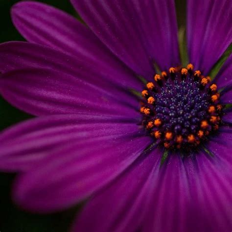 9 Class Flower Ideas Pretty Flowers Love Flowers Beautiful Flowers