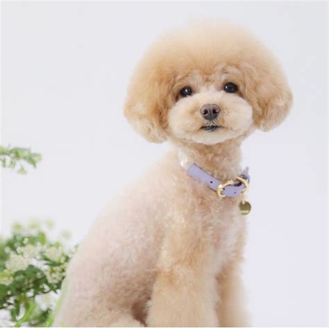 25 Teddy Bear Dog Breeds Shichon Morkie Cockapoo Artofit