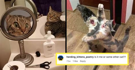 Cats Vs Mirrors Memes That Reflect The Ultimate Kitty Showdown I