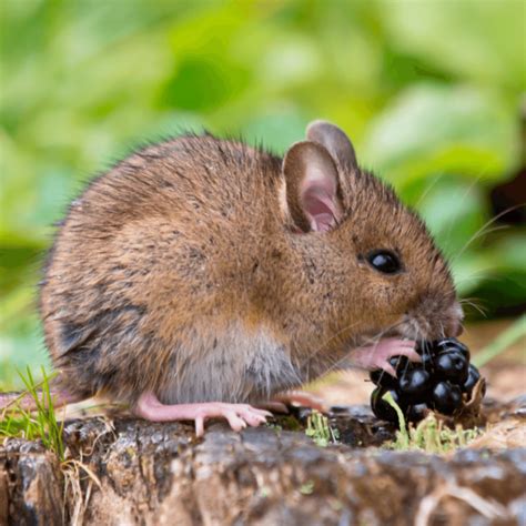 Pale Field Rat In Melbourne Friendly Pest Control