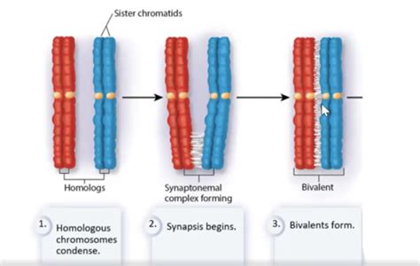 Meiosis Flashcards Quizlet