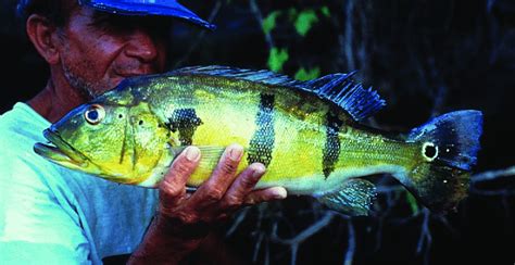 Cichla Pinima Fresh Caught Adult Specimen Not Preserved Brazil