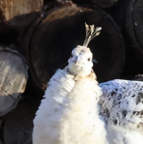 Peacock Blank Template Imgflip