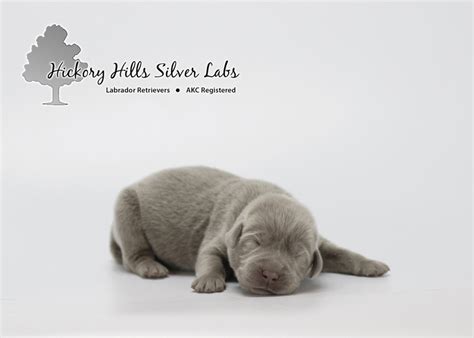 River And Huck Litter December 2022 Hickory Hills Silver Labs Washington Indiana