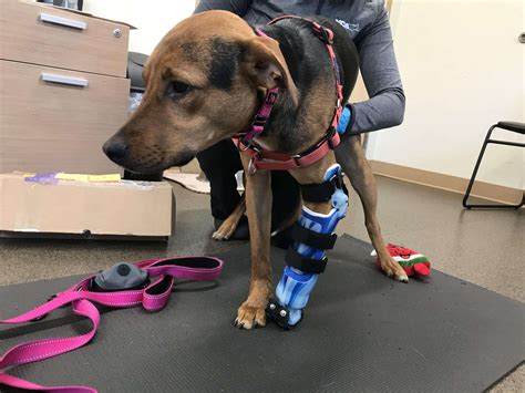 Help Your Pet | Prosthetics For Dogs Back Legs | Dog Brace For Back Leg ...