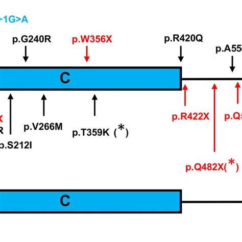 Synapsin I Protein Diagram And The Distribution Of The Variants The Download Scientific
