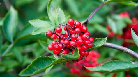 Trees With Red Berries In Fall