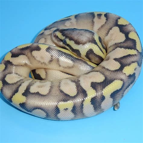 Pastel Vanilla Calico Ball Python Hatchling