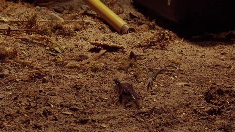 Photo 7 8 Parasite De La Seconde Enfance Stargate