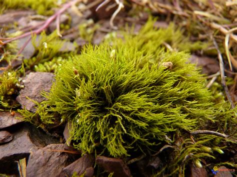 Bryopsida Класс Class Bryopsida 20 отрядов