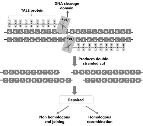 Transcription Activator Like Effector Nucleases Or Talens Part 17 Crispr In Gene Editing And