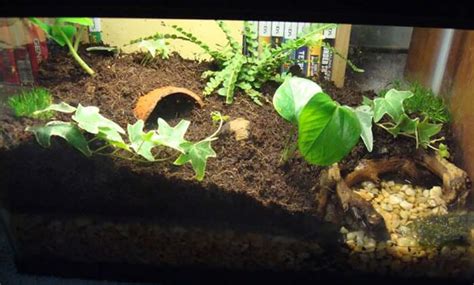 My Pixie Frogs Name Is Blob Here Is Her Setup Any Feedback On This Pixie Frog Setup Critterfam