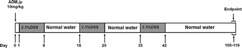 A Schematic Protocol Of The Aom And Dss Induced Murine Crc Model Download Scientific Diagram