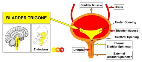 Urinary Bladder Gross Features Trigone Arterial And