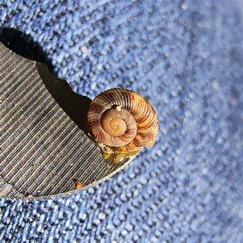 Tiny Snail R Snail