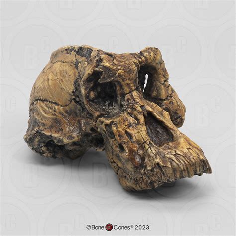 Australopithecus Anamensis Cranium Bone Clones Osteological Reproductions
