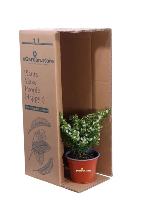 Cuphea Hyssopifolia Bianca Vivaio Online Egarden