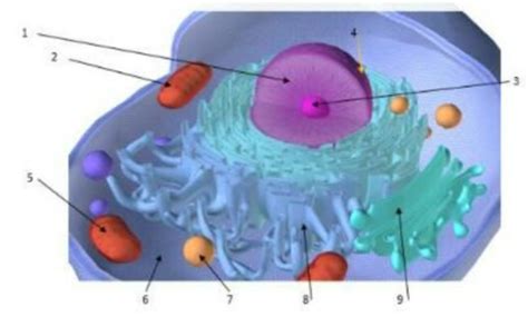 The Cell Label Flashcards Quizlet