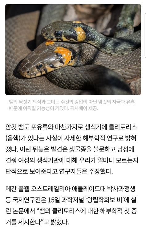 최근 암컷 뱀에게 새롭게 발견된 성적 기관 포텐 터짐 최신순 에펨코리아