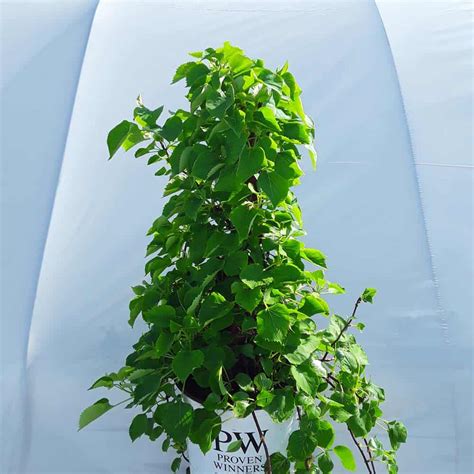 Flirty Girl® False Hydrangea Vine Grown By Overdevest