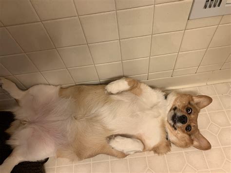 Belly Rub Ifttt314elqm Corgi Corgi Mix Cardigan Welsh Corgi