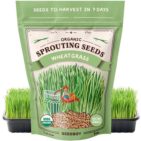 Organic Hard Red Spring Wheatgrass Sprouting Seeds