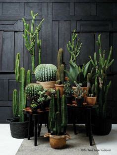 Cactus Artwork Cacto Decoração Decoração Das Plantas Da Casa Plantas Dentro De Casa