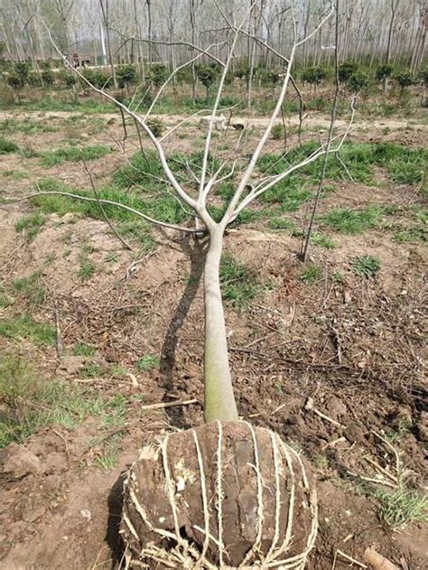 4公分合欢价格江苏种5公分6公分合欢树苗多少钱一棵天天苗木网