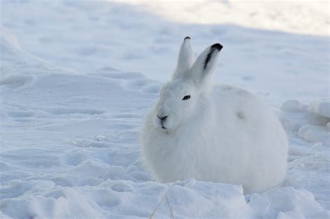 Arctic Hare Muktuq Galleries Digital Photography Review Digital
