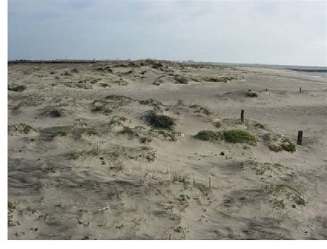 2 3 2a Embryodunes With Elytrigia Juncea Communities Ostia Shoreline