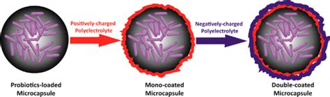 Schematic Diagram Of Single Layer Coating And Double Layer Coating Of