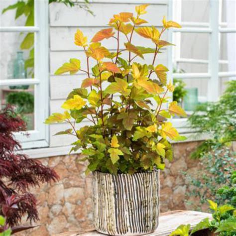 Buy Physocarpus Magic Ball At Uk