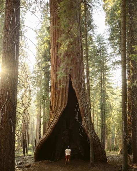 секвойя под катом еще парочка дерево смешные картинки и другие приколы комиксы гиф