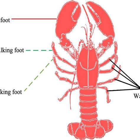 Pdf Crayfish Optimization Algorithm