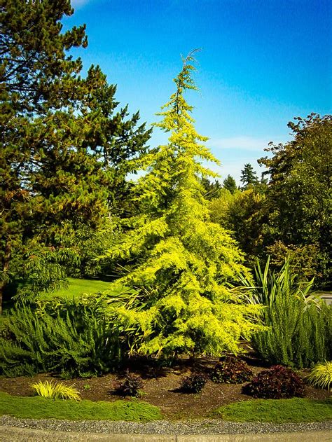Golden Deodar Cedar Golden Deodar Cedar Tree Identification Golden