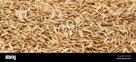 Lawn Grass Seed Background Texture Top View Dry Lawn Grass Seeds Pile