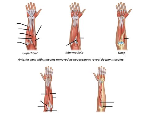 Forearm Muscles Diagram Quizlet