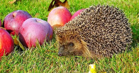 Měla Babka štêrê Jabka • Mujrozhlas