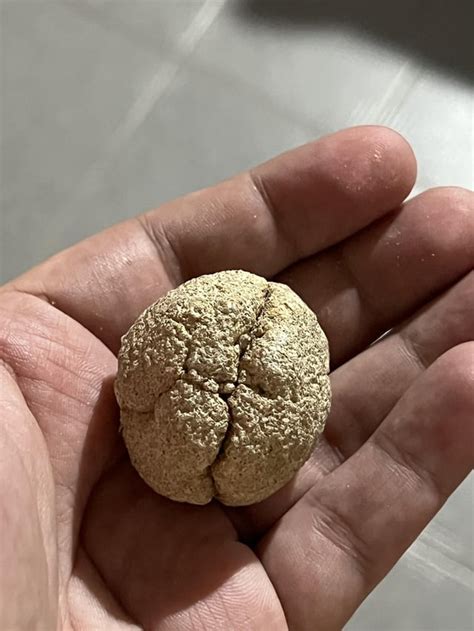 Help Me Identify This Please Rfossils