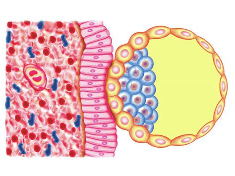 Anatomy Art Prints By Science Photo Library