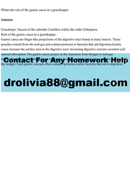 Whats The Role Of The Gastric Caeca In A Grasshoppersolutiongr Pdf