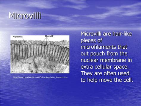 Ppt Cell Structure Powerpoint Presentation Free Download Id 3776736